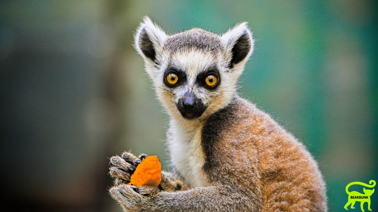 Lemurs of Madagascar: Playful Primates, Fun Facts & Wildlife Guide