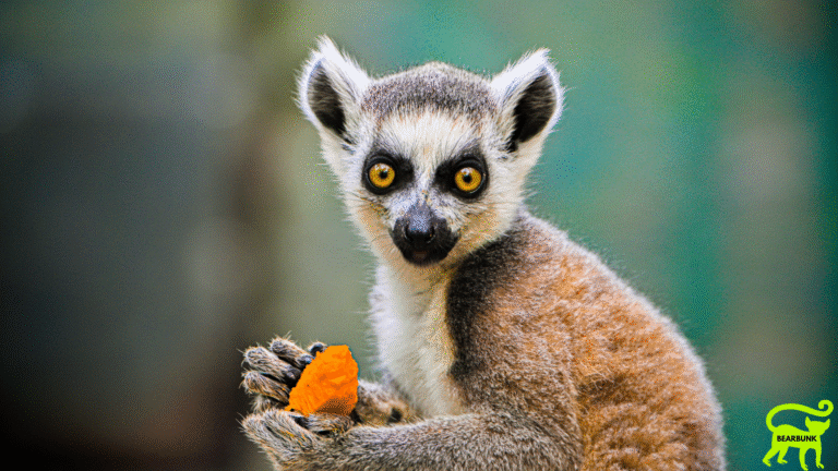 Lemurs of Madagascar: Playful Primates, Fun Facts & Wildlife Guide