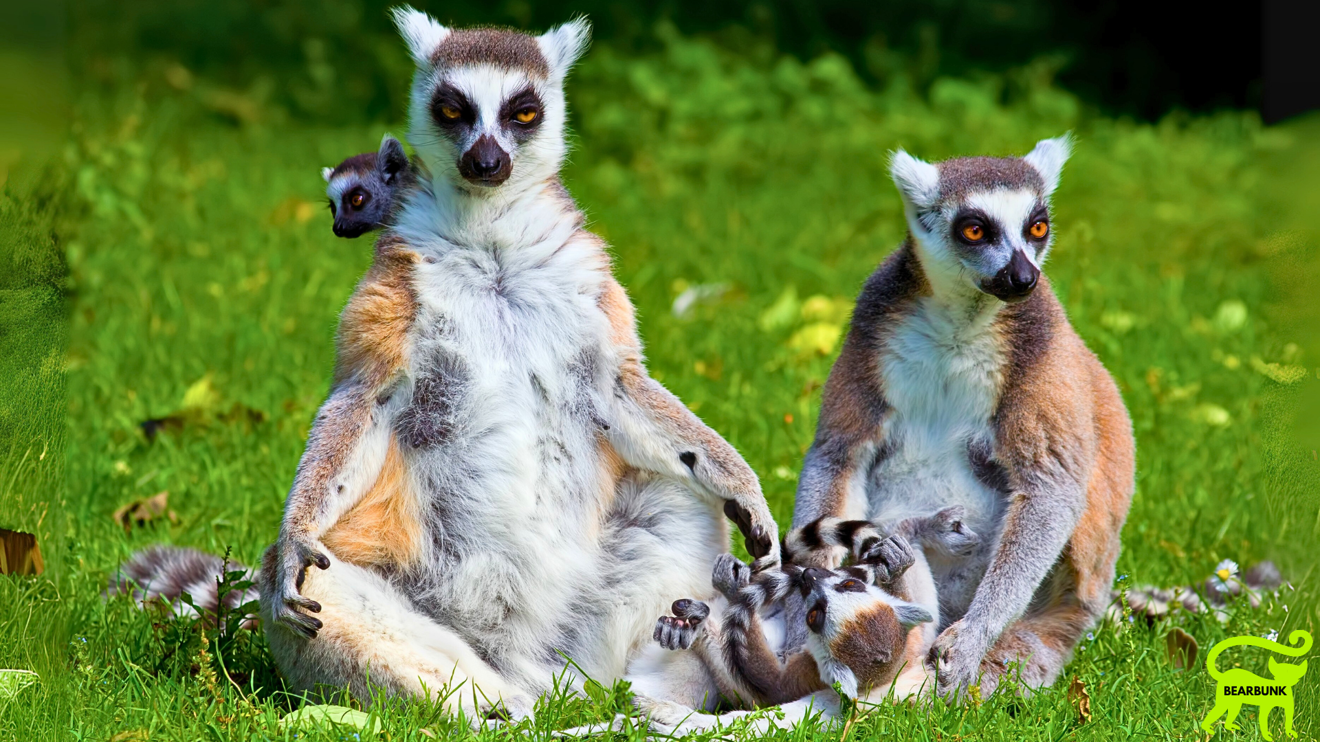 Lemurs of Madagascar: Playful Primates, Fun Facts & Wildlife Guide