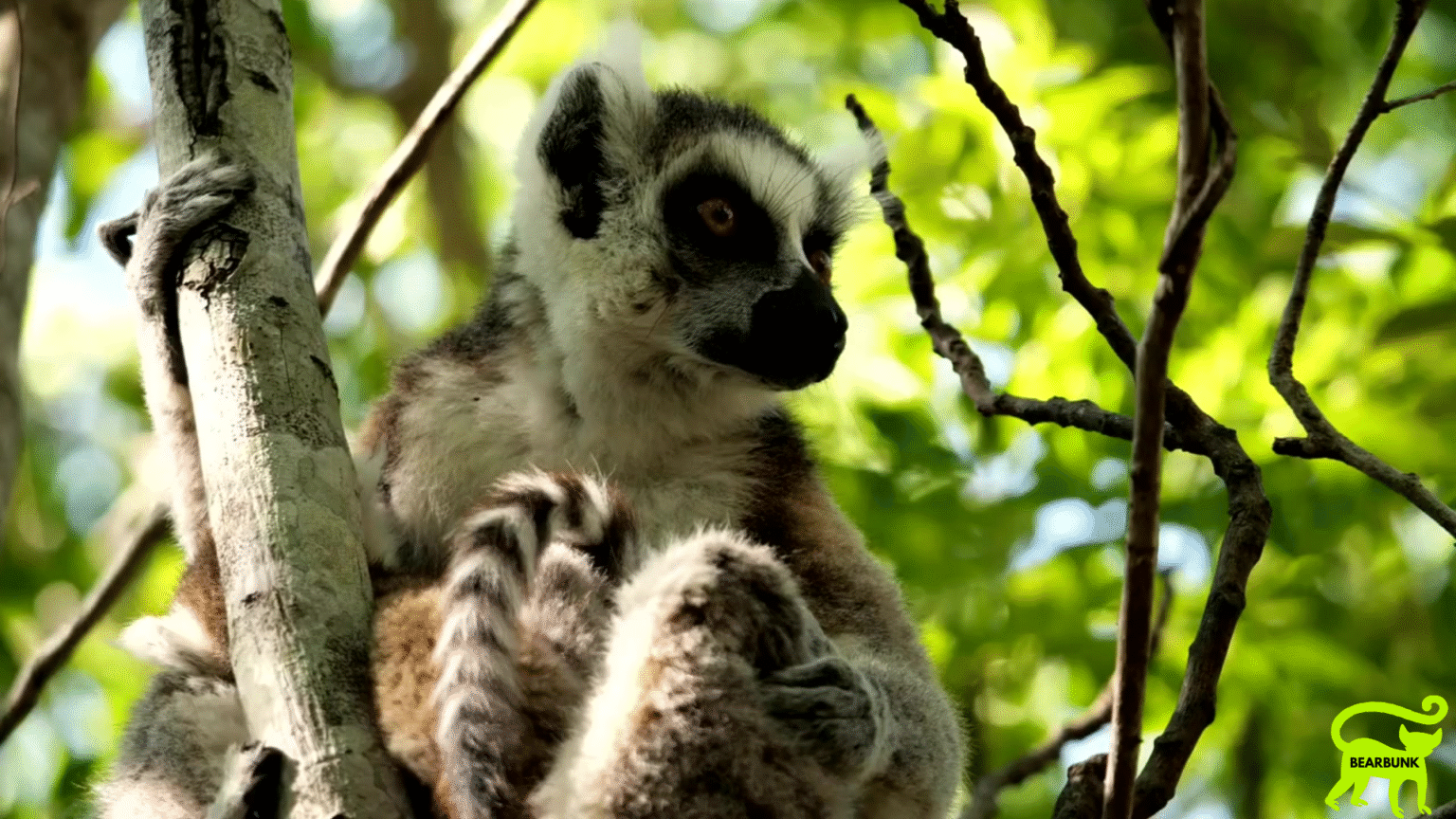 Lemurs of Madagascar: Playful Primates, Fun Facts & Wildlife Guide