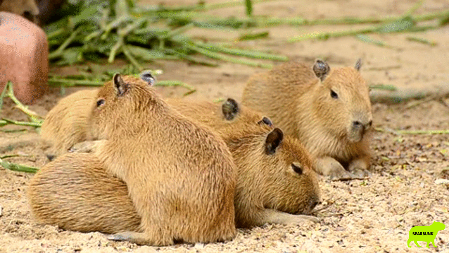 Capybara: Fun Facts About the World’s Largest Rodent