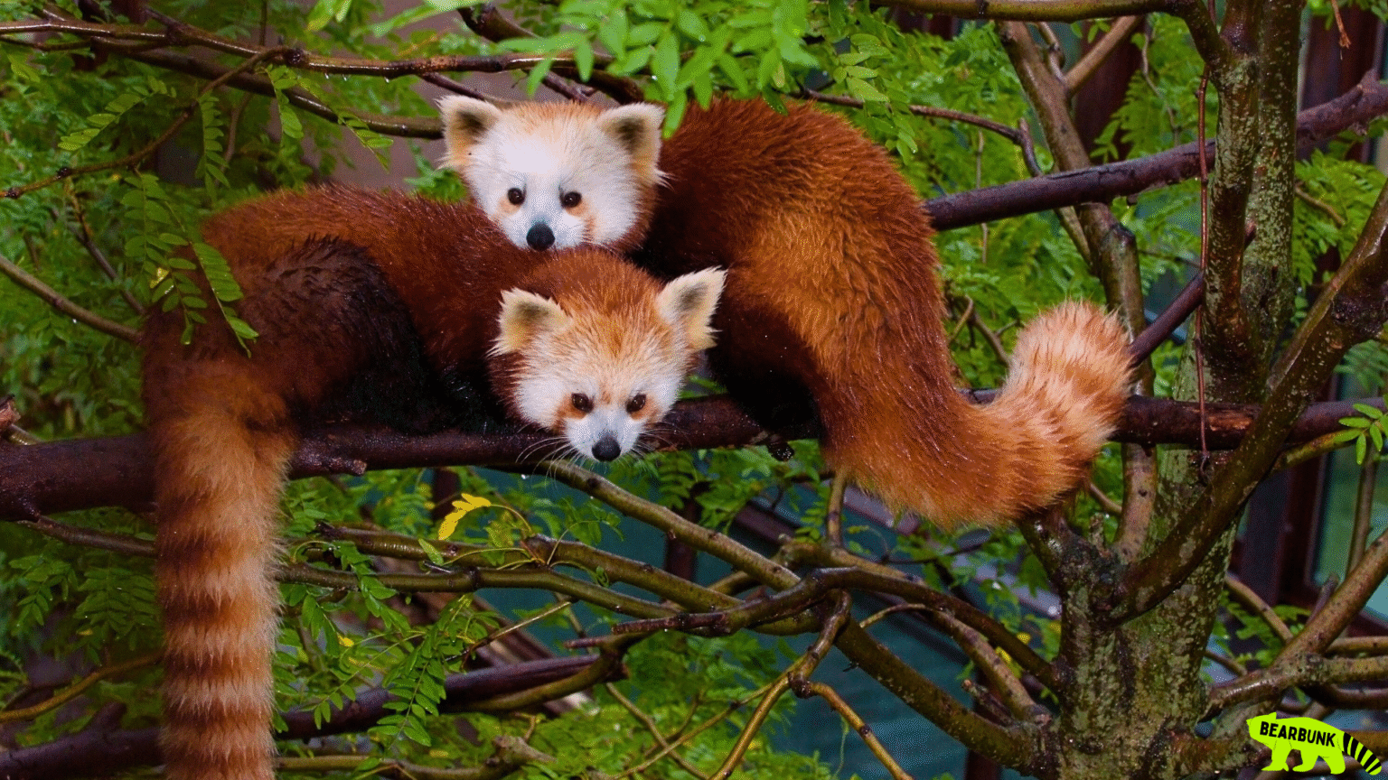 Red Pandas – Fun Facts, Habitat, Diet, and Baby Cubs | BearBunk