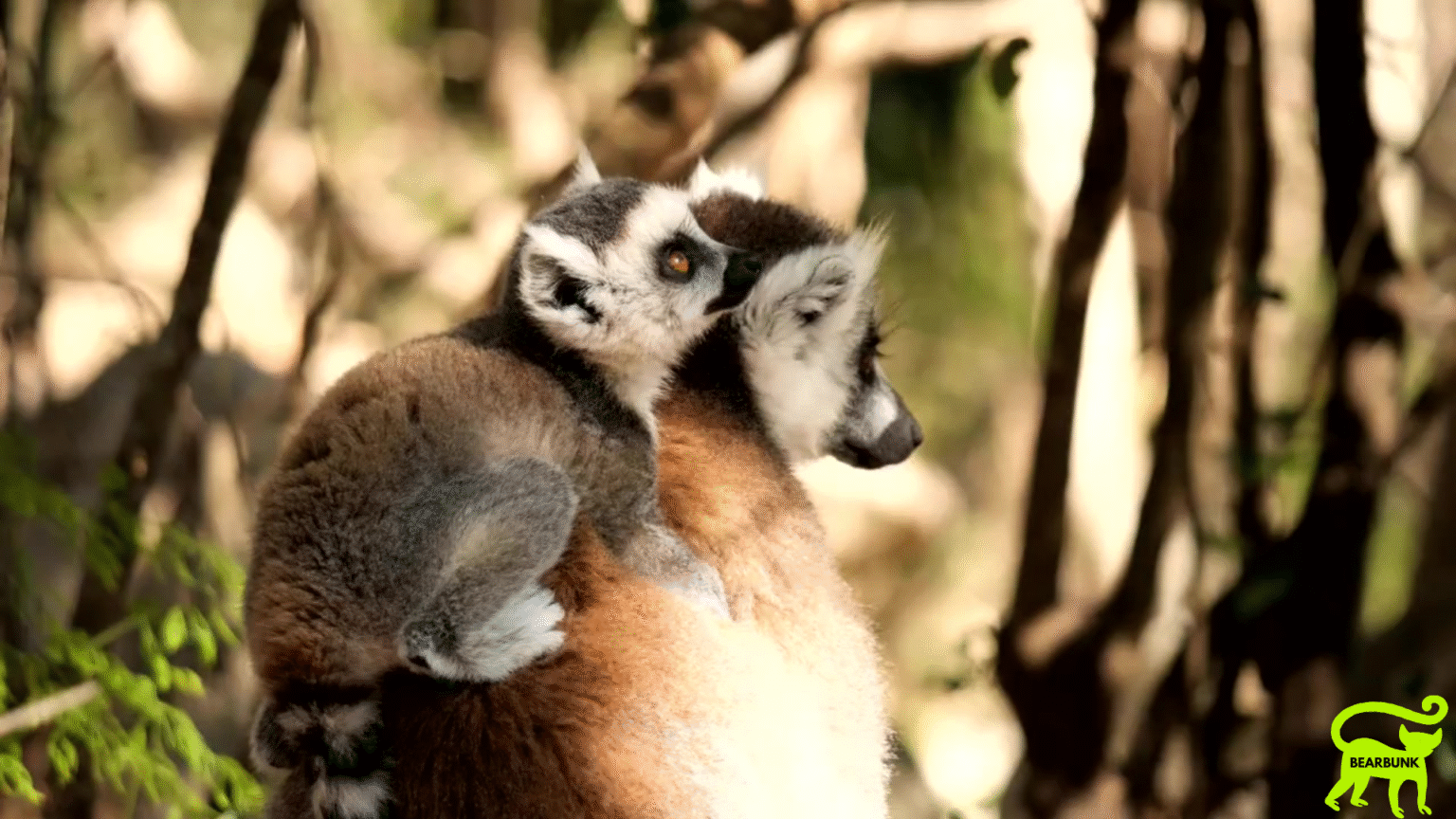 Lemurs of Madagascar: Playful Primates, Fun Facts & Wildlife Guide