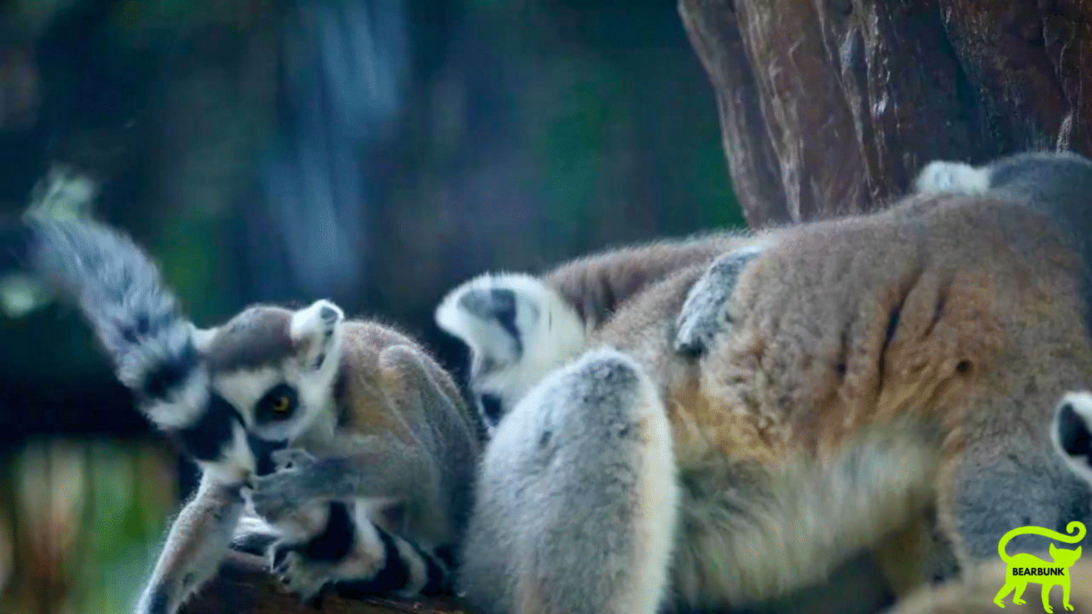 Lemurs of Madagascar: Playful Primates, Fun Facts & Wildlife Guide