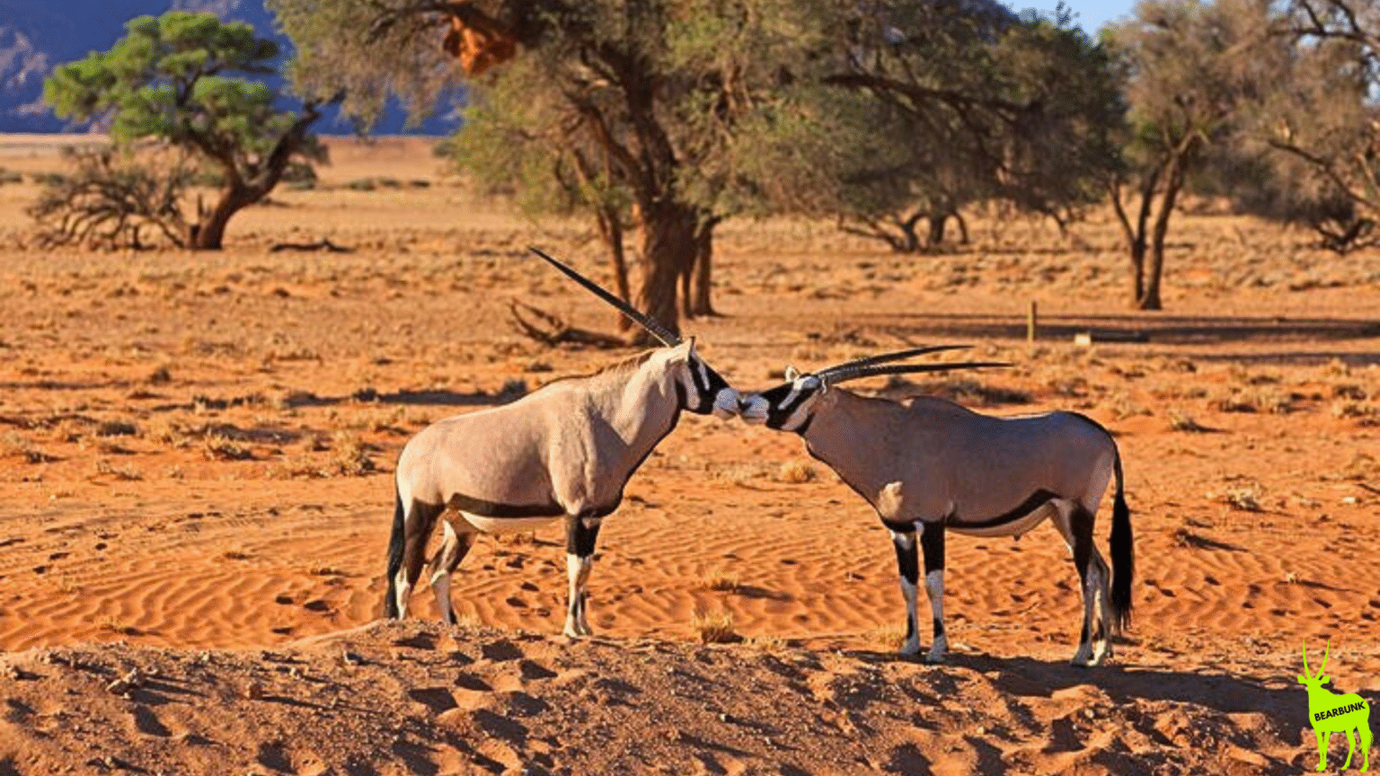 Gemsbok: Africa’s Mighty Desert Survivor