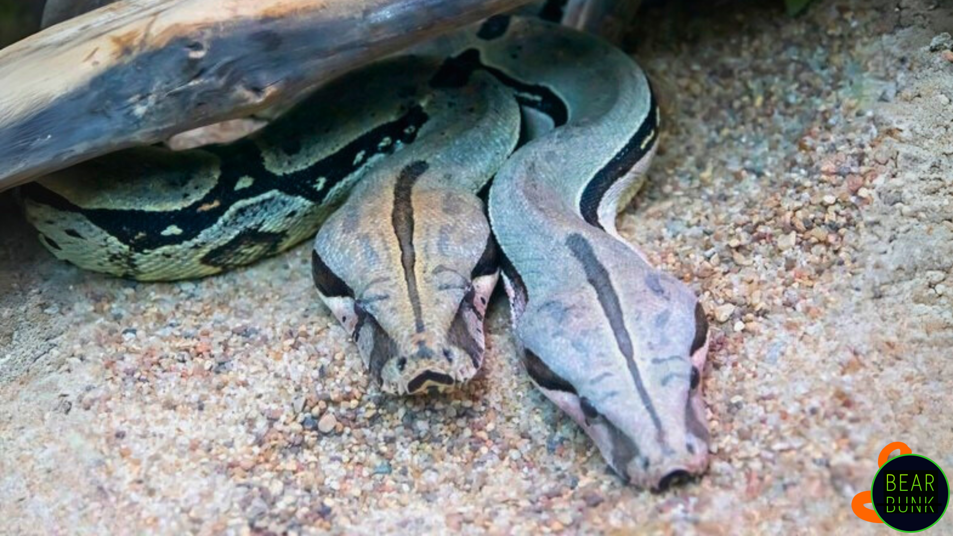 Boa Snakes – Masters of Stealth and Strength | BearBunk