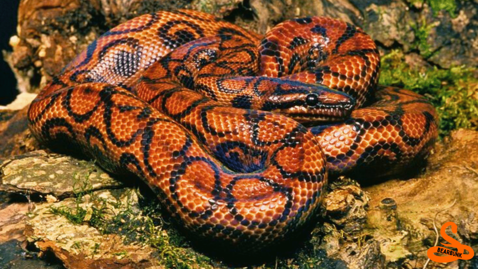 Boa Snakes – Masters of Stealth and Strength | BearBunk
