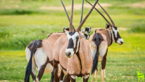 Gemsbok: Africa’s Mighty Desert Survivor