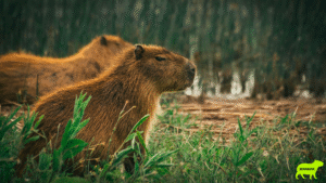 Capybara: Fun Facts About the World’s Largest Rodent