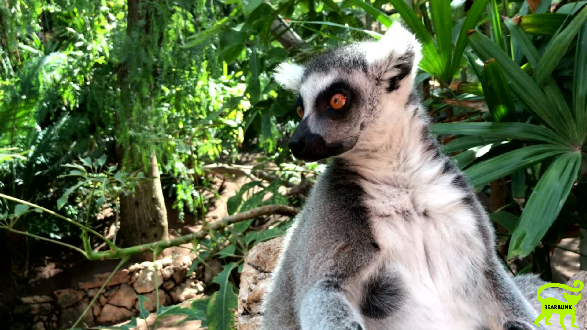 Lemurs of Madagascar: Playful Primates, Fun Facts & Wildlife Guide