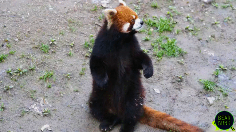 Red Pandas – Fun Facts, Habitat, Diet, and Baby Cubs | BearBunk