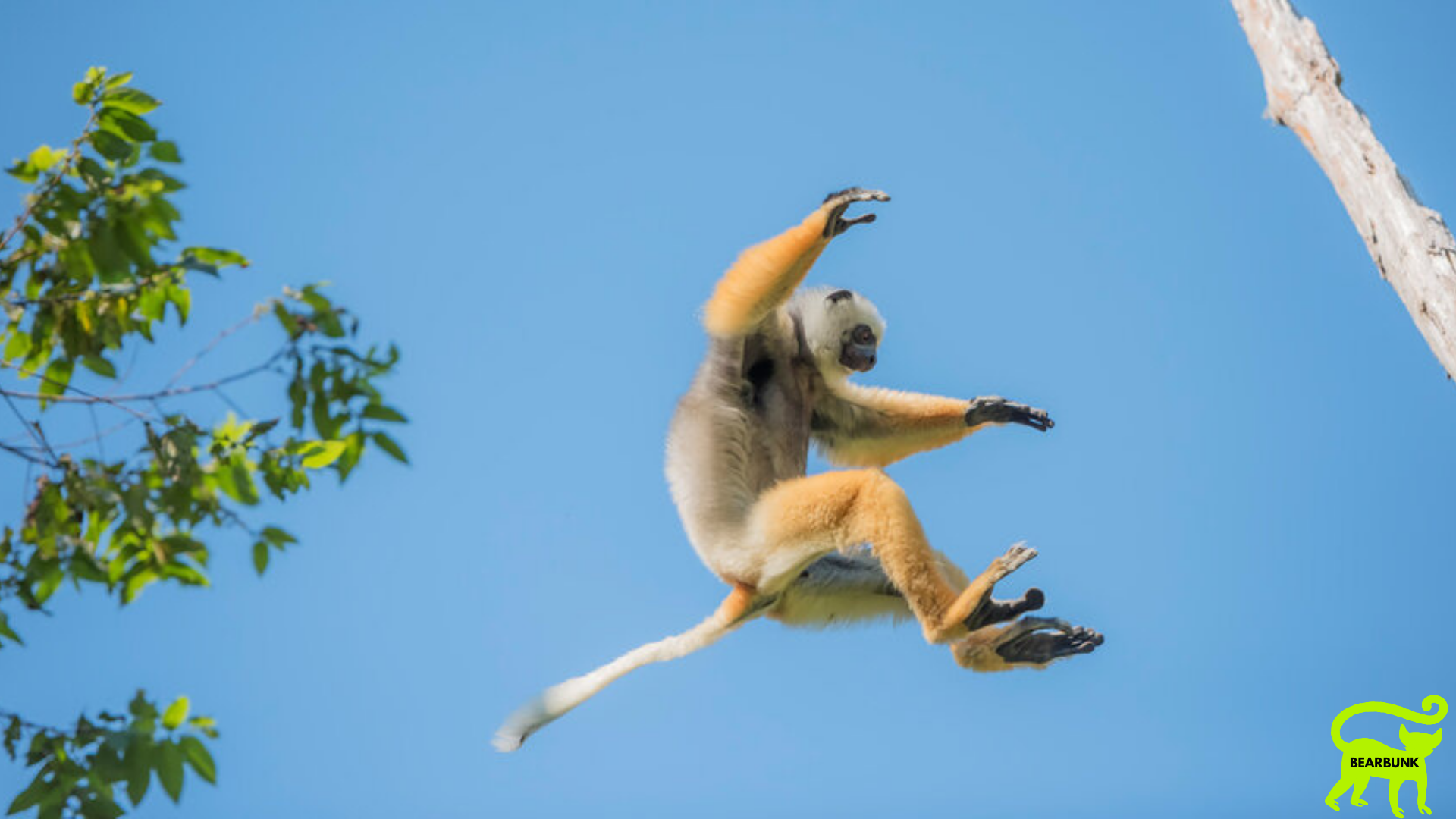 Lemurs of Madagascar: Playful Primates, Fun Facts & Wildlife Guide