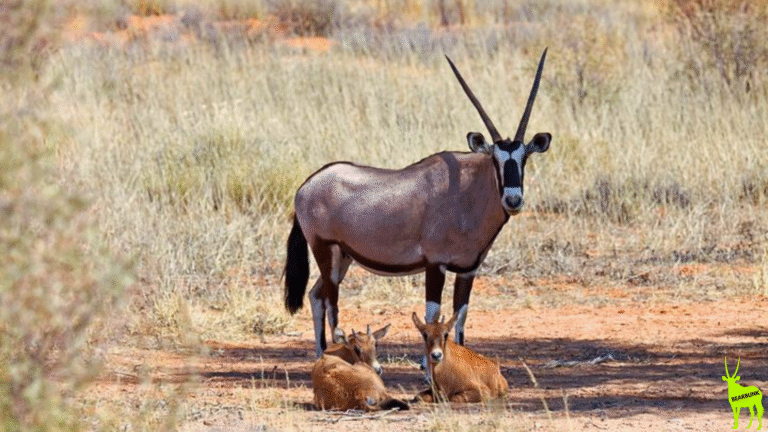 Gemsbok: Africa’s Mighty Desert Survivor