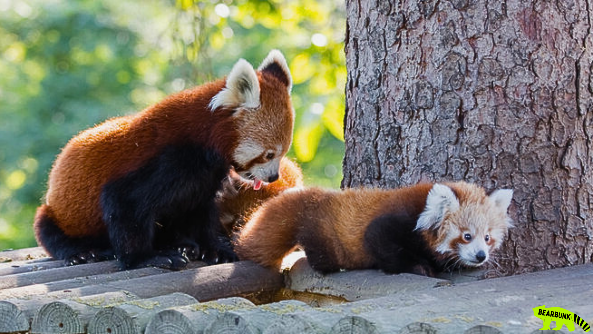 Red Pandas – Fun Facts, Habitat, Diet, and Baby Cubs | BearBunk