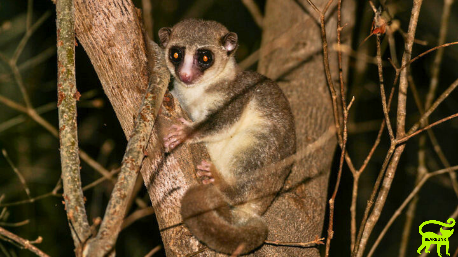 Lemurs of Madagascar: Playful Primates, Fun Facts & Wildlife Guide
