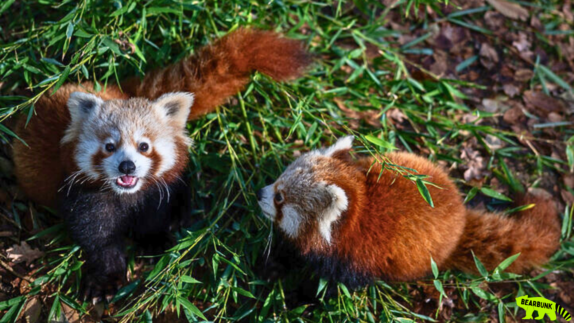 Red Pandas – Fun Facts, Habitat, Diet, and Baby Cubs | BearBunk