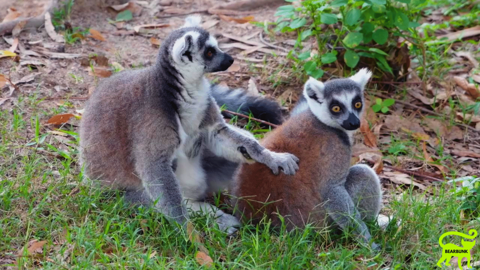 Lemurs of Madagascar: Playful Primates, Fun Facts & Wildlife Guide