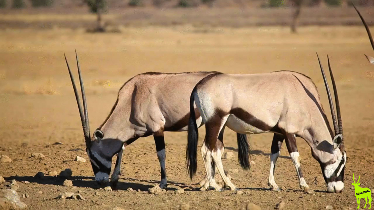 Gemsbok: Africa’s Mighty Desert Survivor