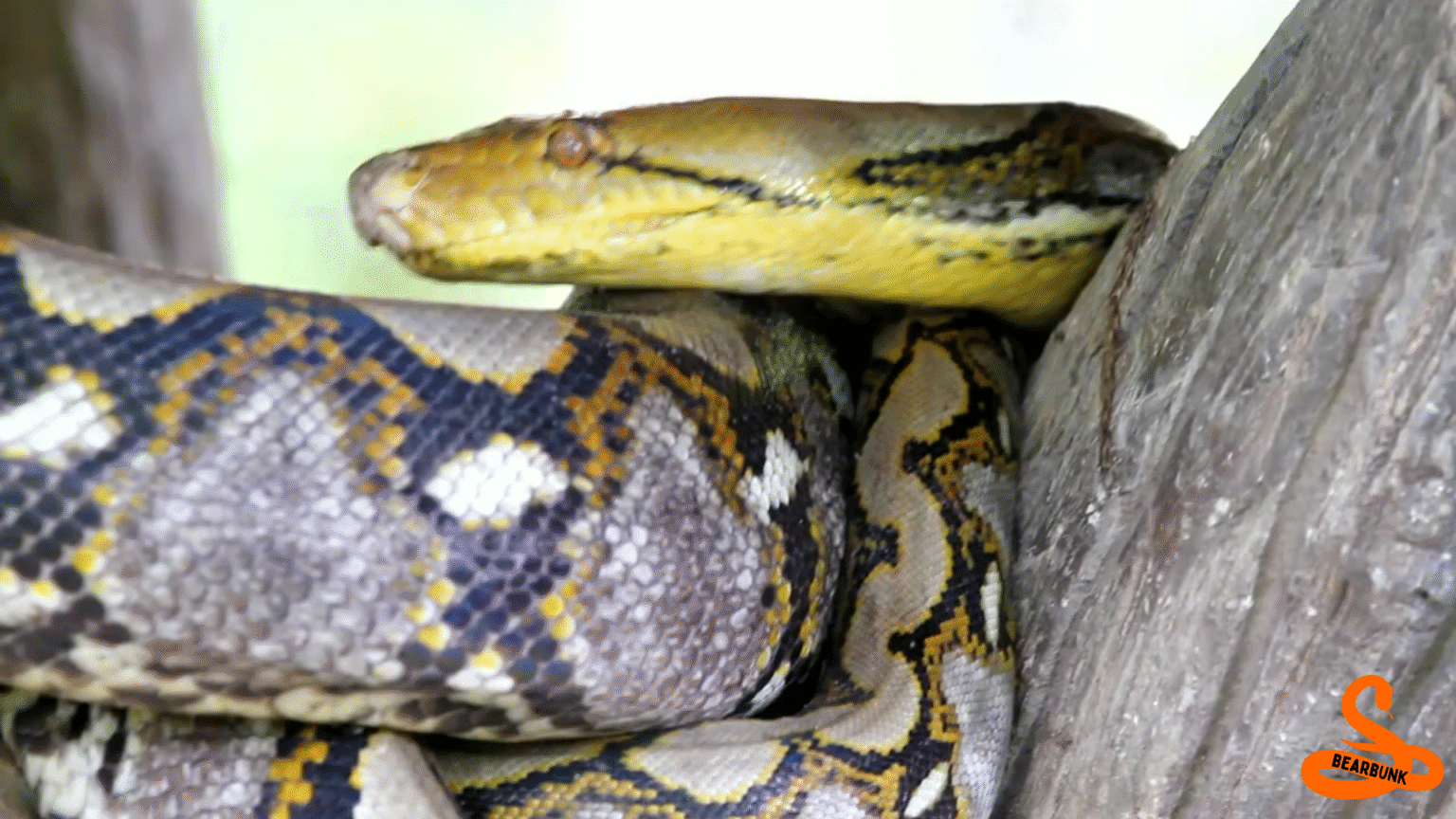 Boa Snakes – Masters of Stealth and Strength | BearBunk