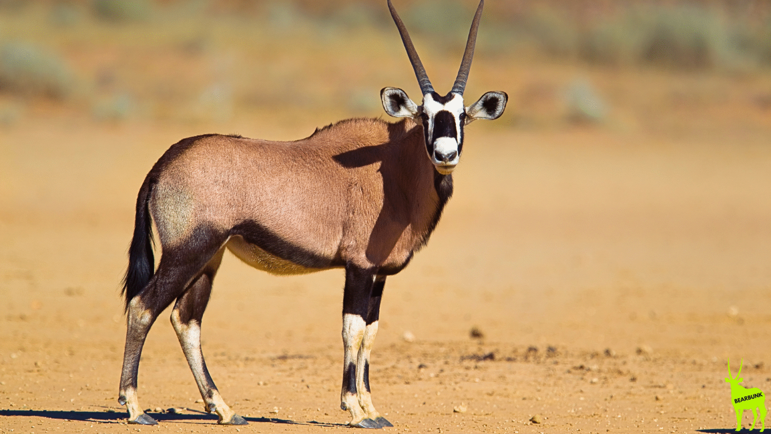 Gemsbok: Africa’s Mighty Desert Survivor