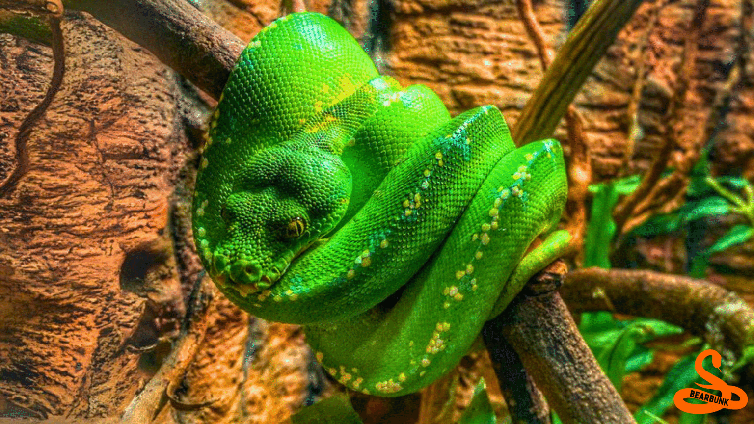Boa Snakes – Masters of Stealth and Strength | BearBunk