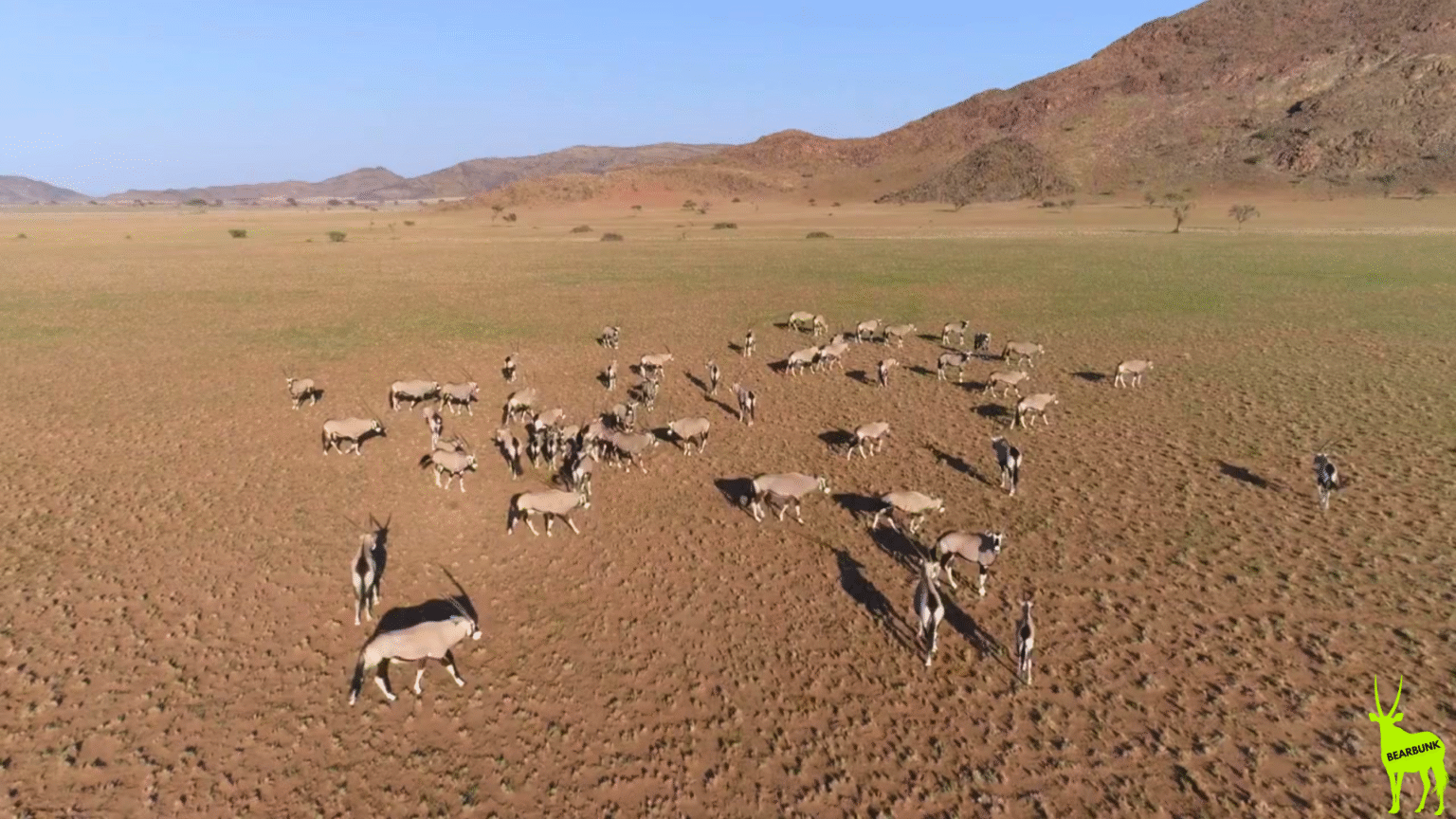 Gemsbok: Africa’s Mighty Desert Survivor