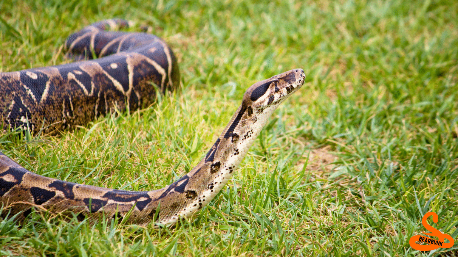 Boa Snakes – Masters of Stealth and Strength | BearBunk