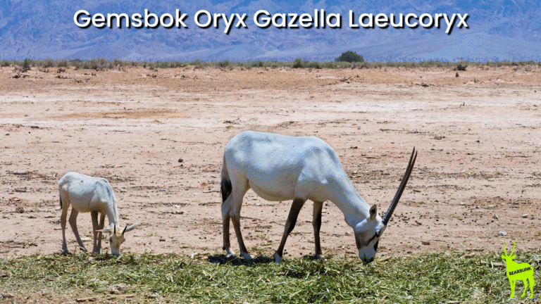 Gemsbok: Africa’s Mighty Desert Survivor