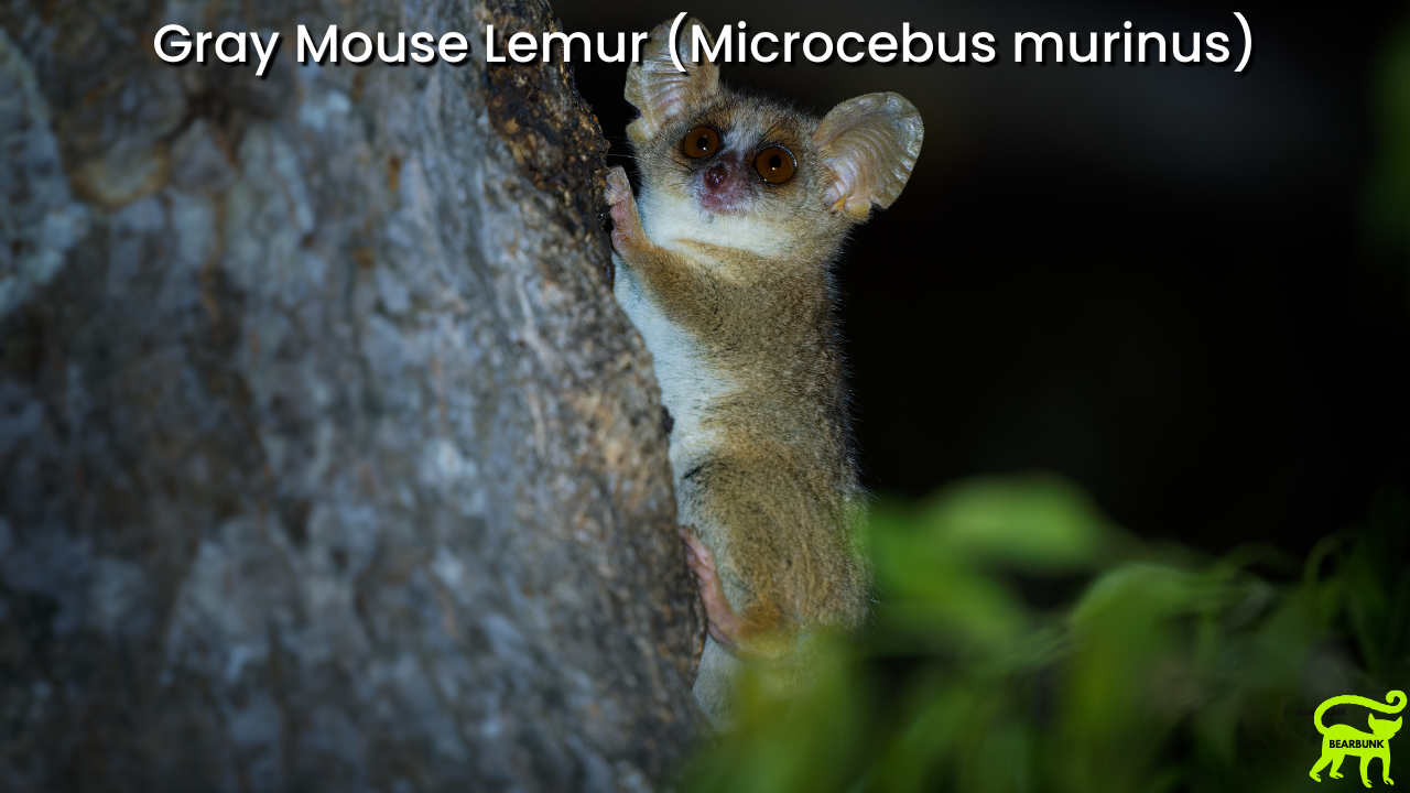 Lemurs of Madagascar: Playful Primates, Fun Facts & Wildlife Guide