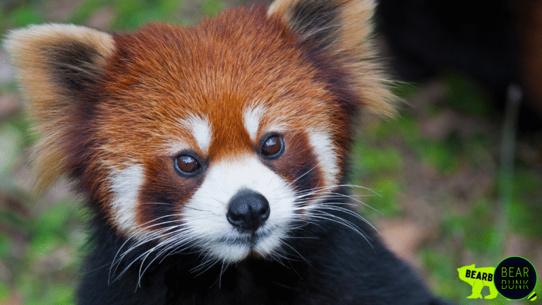 Red Pandas – Fun Facts, Habitat, Diet, and Baby Cubs | BearBunk