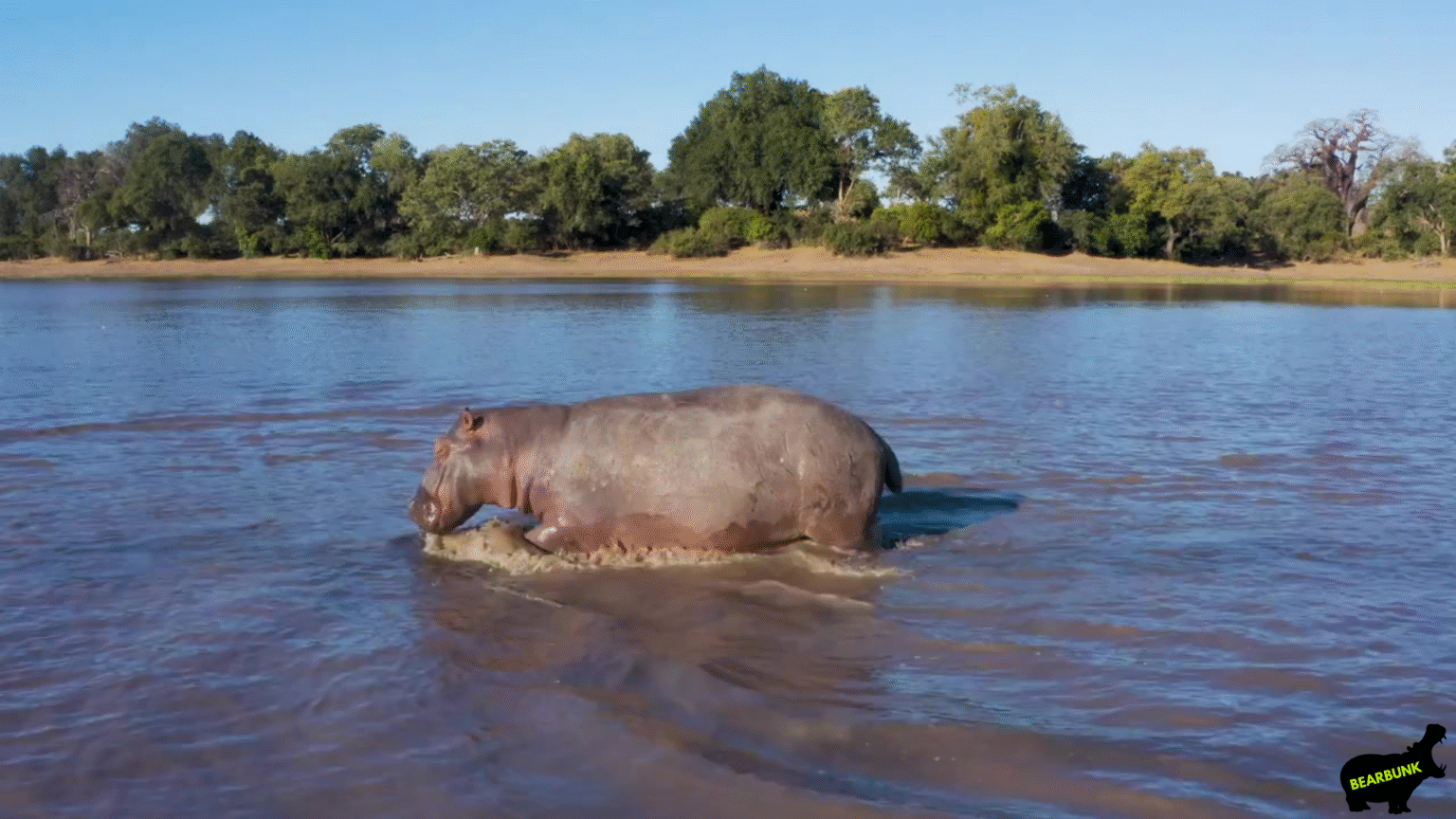 Hippopotamus | Secrets of the River Giants