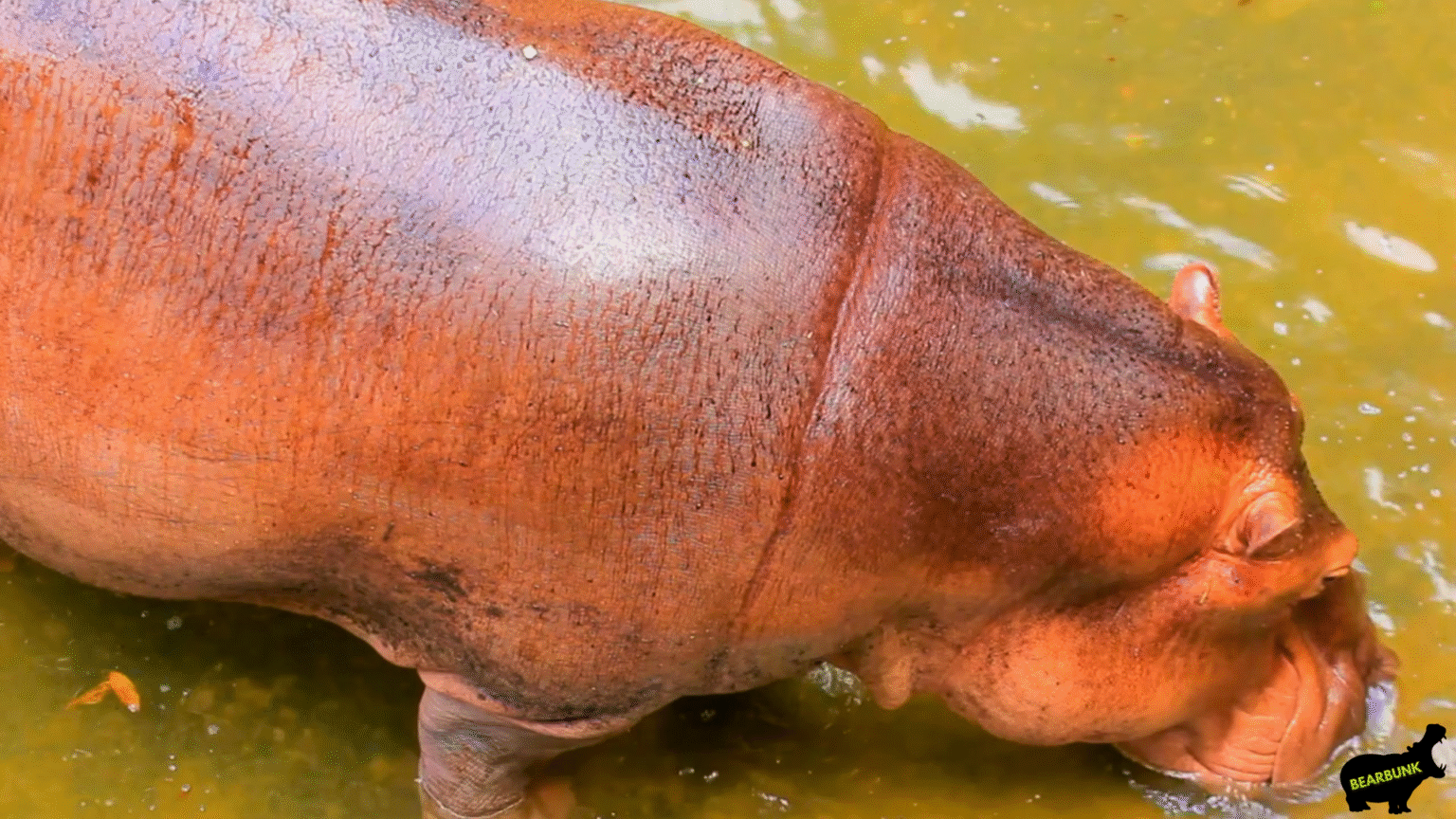 Hippopotamus | Secrets of the River Giants