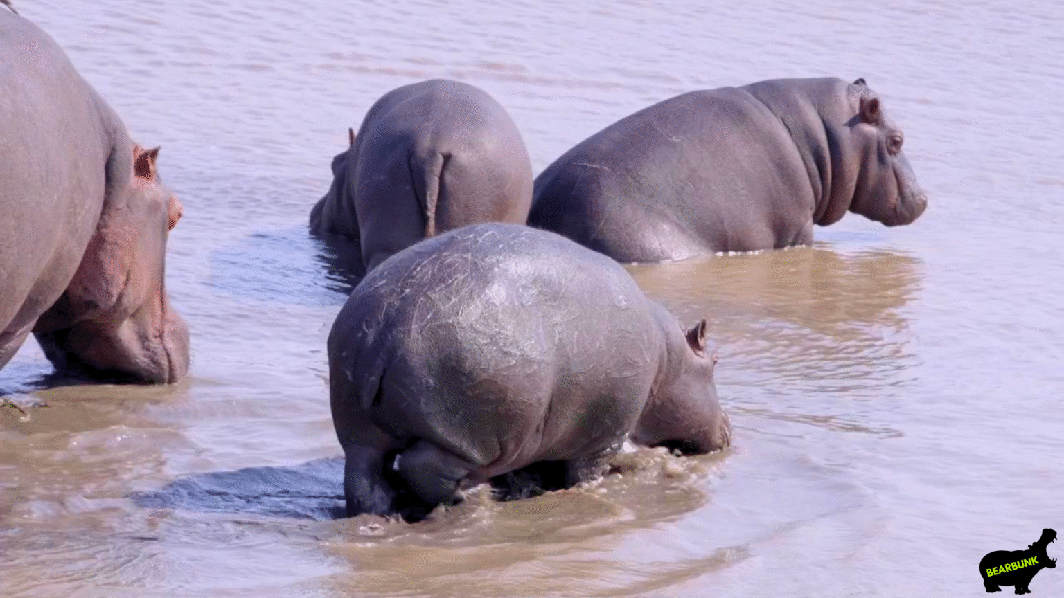 Hippopotamus | Secrets of the River Giants