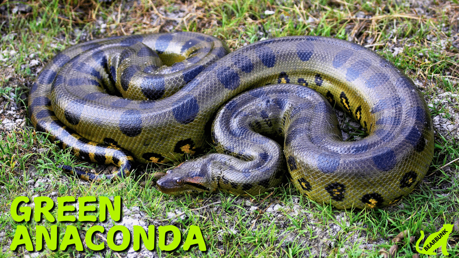 Animals of the Amazon | 10 Amazing Rainforest Creatures