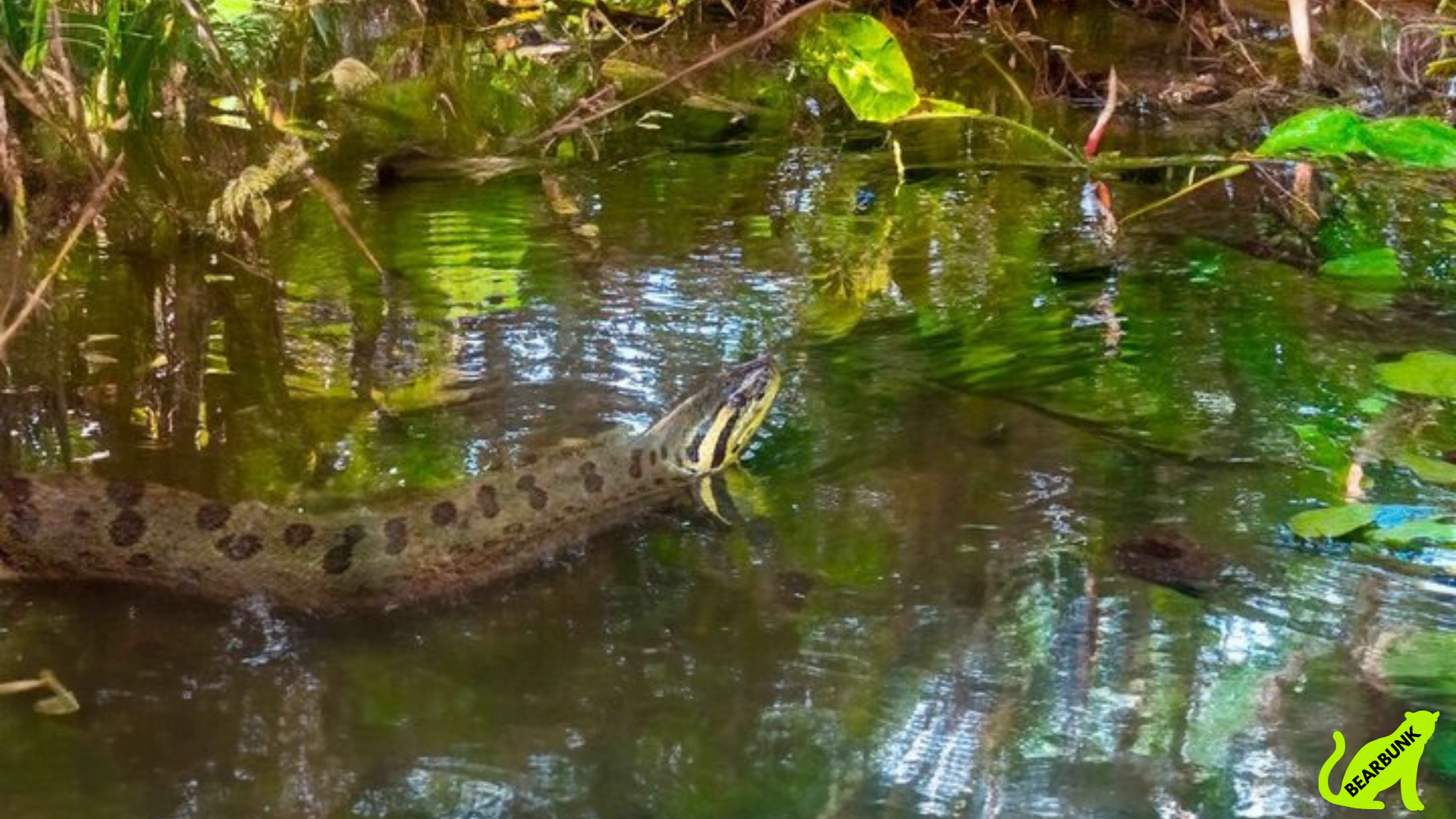 Animals of the Amazon | 10 Amazing Rainforest Creatures