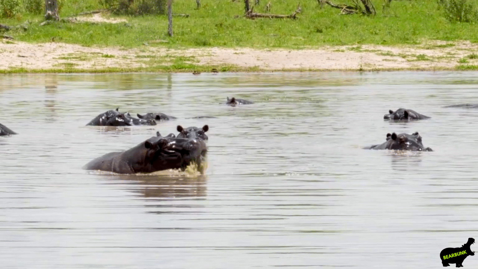 Hippopotamus | Secrets of the River Giants