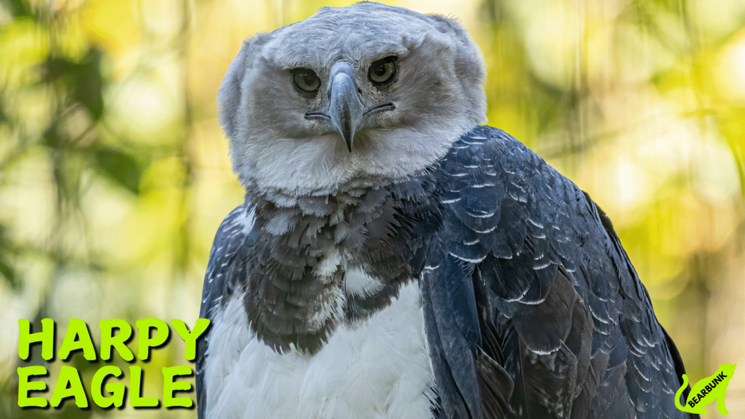 Animals of the Amazon | 10 Amazing Rainforest Creatures