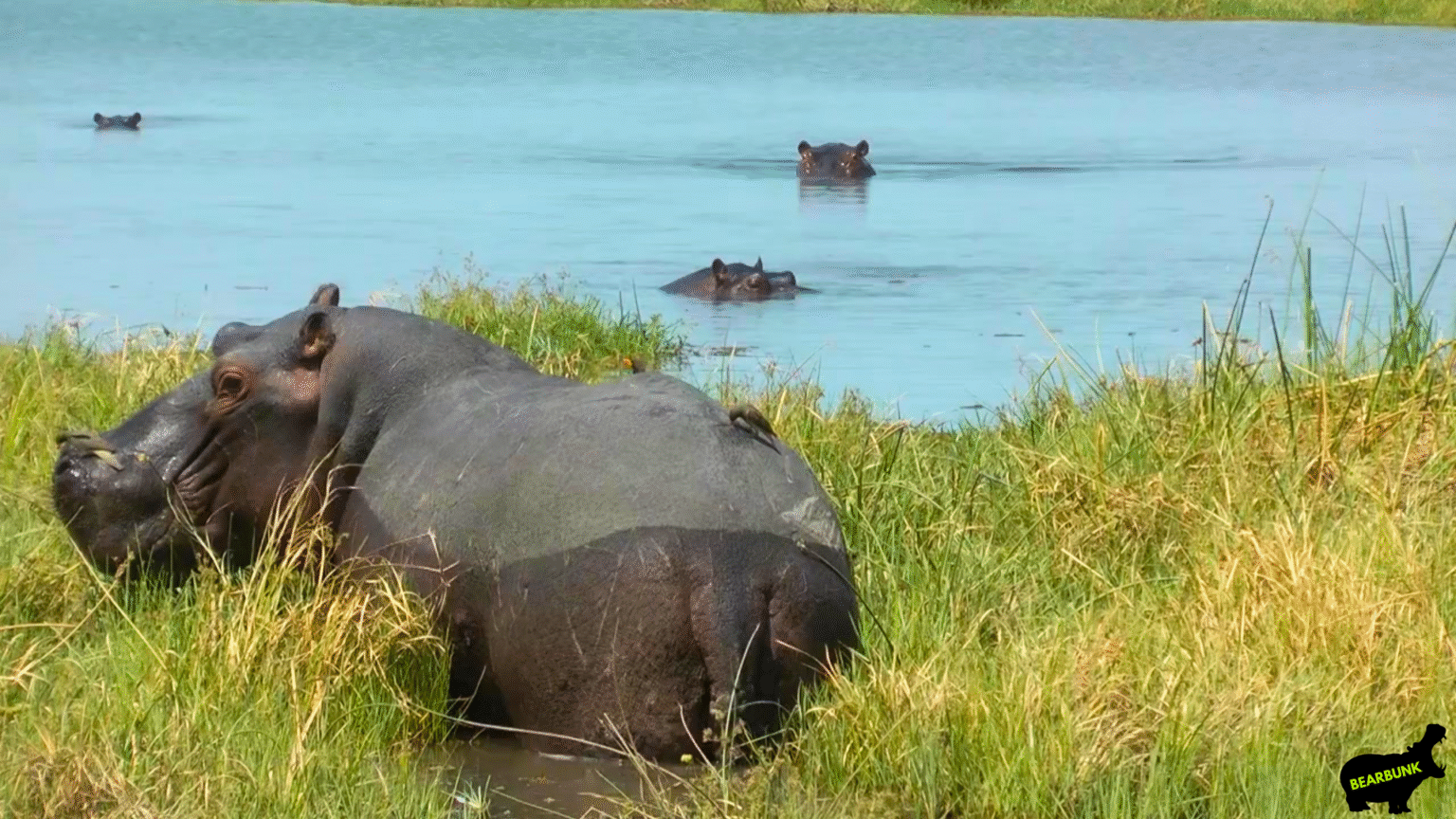 Hippopotamus | Secrets of the River Giants