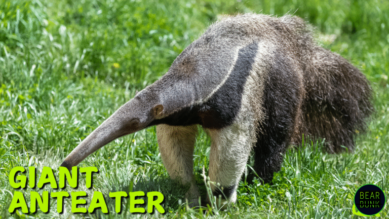 Animals of the Amazon | 10 Amazing Rainforest Creatures
