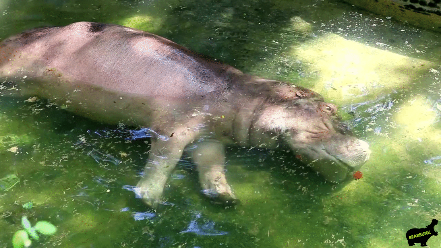 Hippopotamus | Secrets of the River Giants
