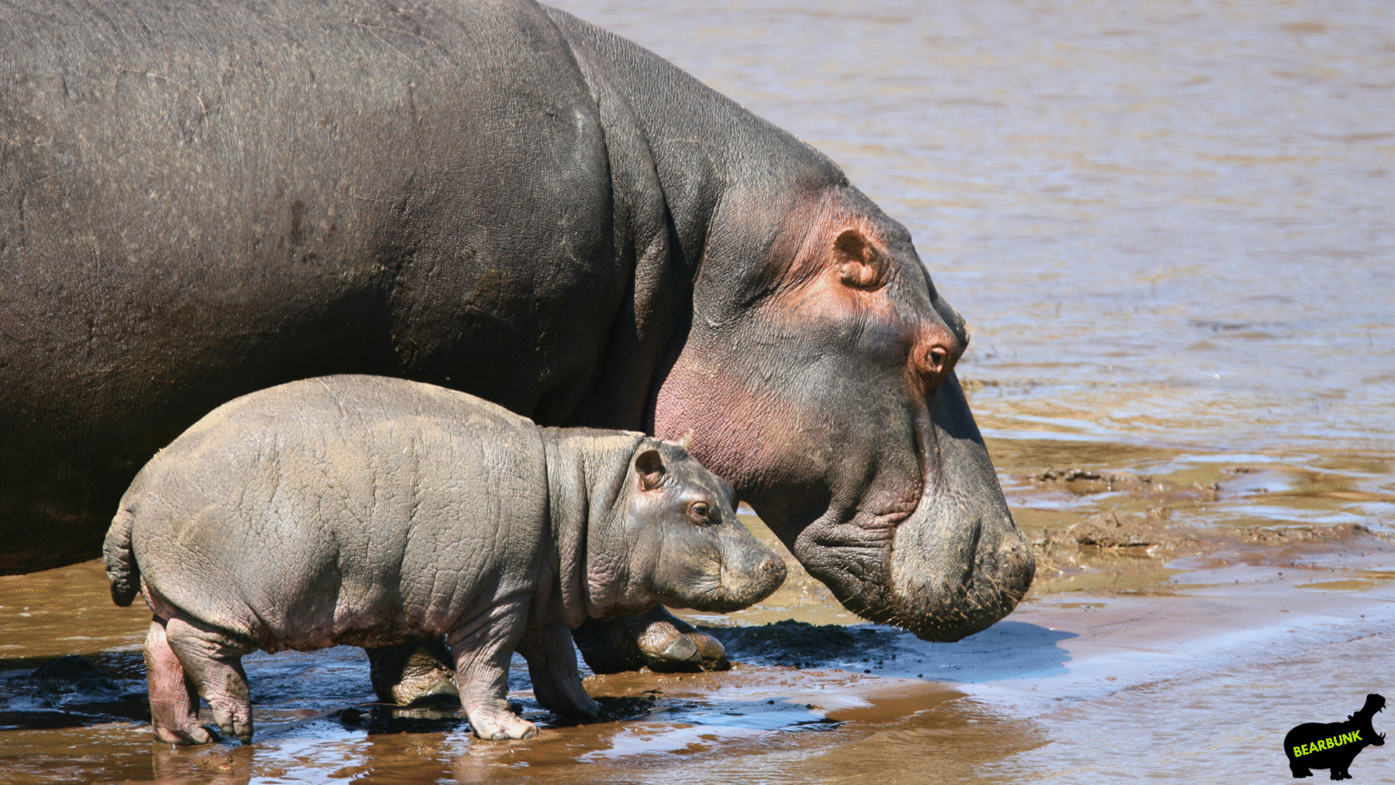 Hippopotamus | Secrets of the River Giants