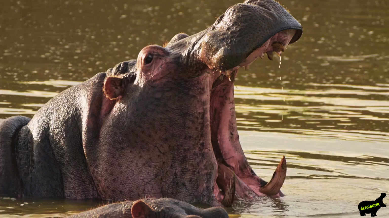 Hippopotamus | Secrets of the River Giants