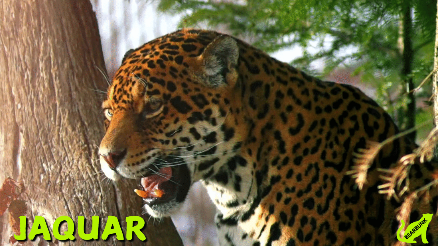 Animals of the Amazon | 10 Amazing Rainforest Creatures