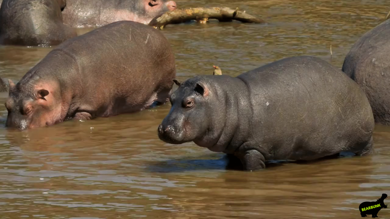 Hippopotamus | Secrets of the River Giants