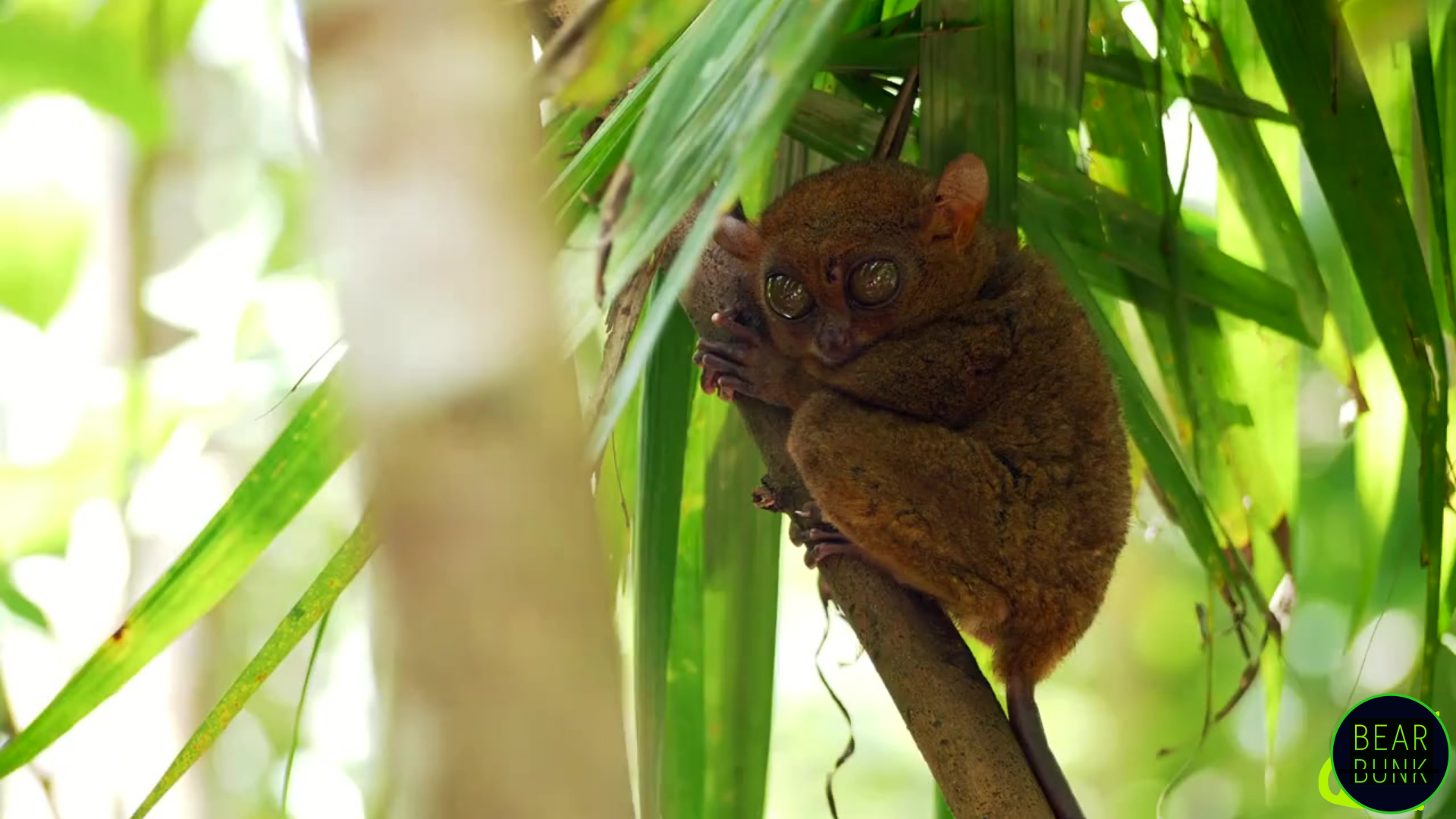 Animals of the Amazon | 10 Amazing Rainforest Creatures