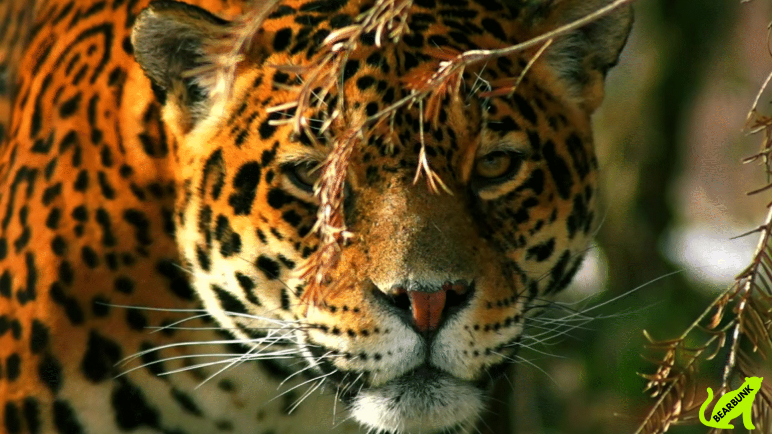 Animals of the Amazon | 10 Amazing Rainforest Creatures