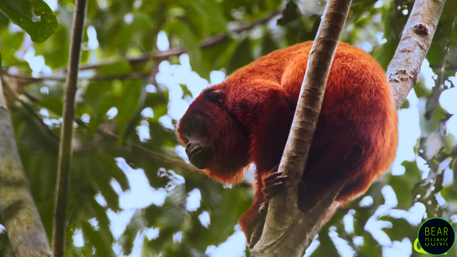 Animals of the Amazon | 10 Amazing Rainforest Creatures