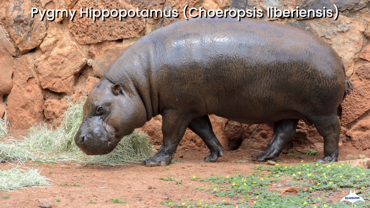 Hippopotamus | Secrets of the River Giants