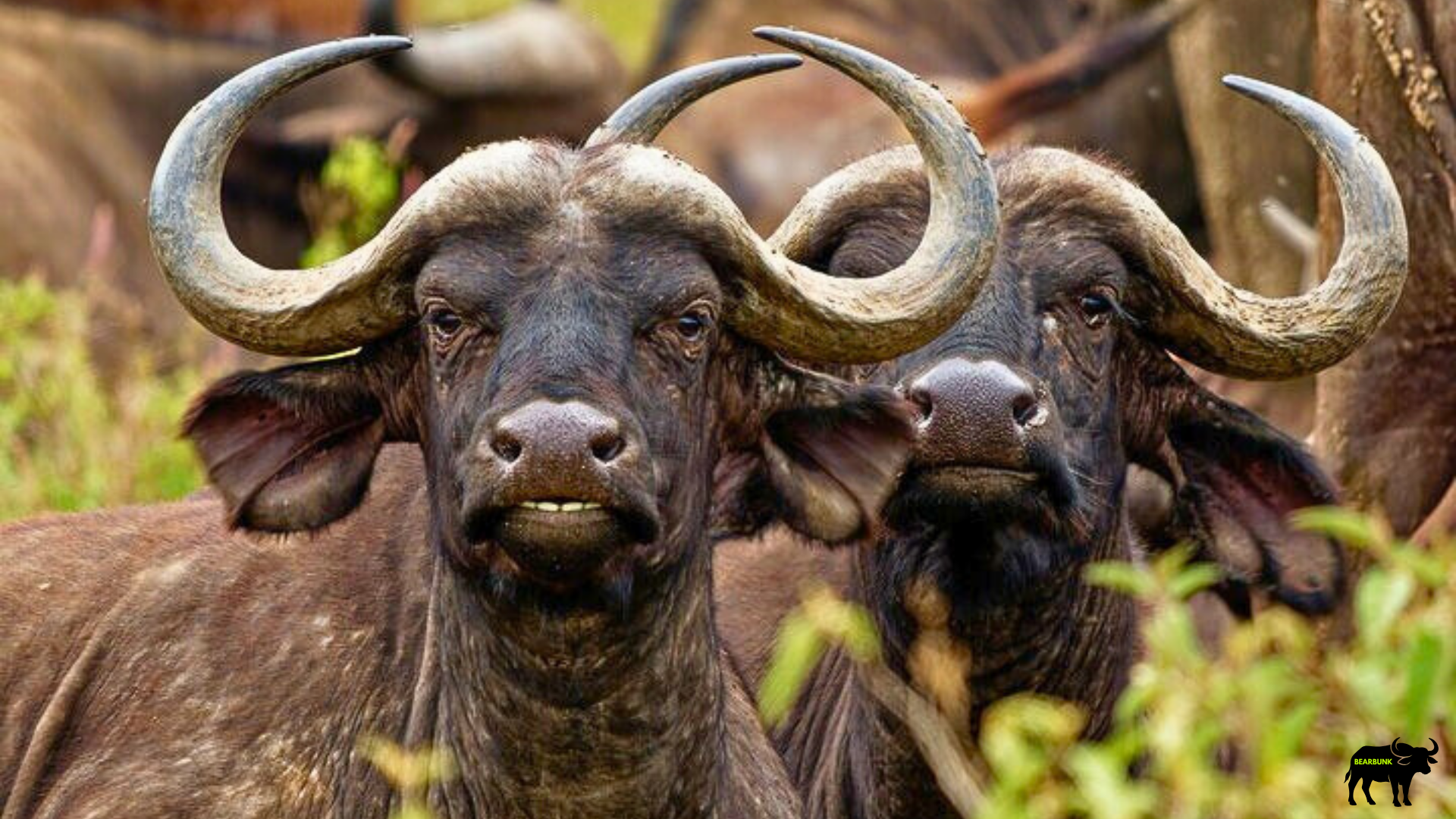 The Mighty Buffalo of Africa and Asia | Power on the Plains