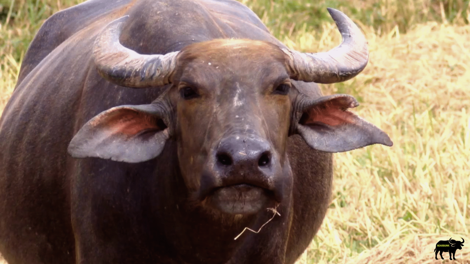 The Mighty Buffalo of Africa and Asia | Power on the Plains